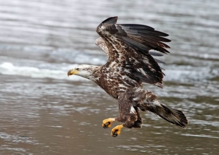 11 Birds with Hooked Beaks and Talons: Masters of Hunt!