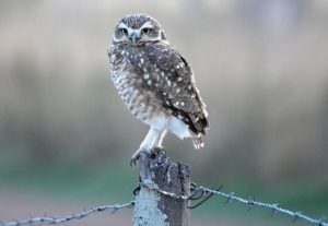 11 Birds with Hooked Beaks and Talons: Masters of Hunt!