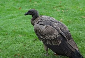 11 Birds with Hooked Beaks and Talons: Masters of Hunt!
