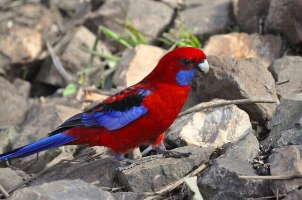 16 Types of Birds That Are Red: A Comprehensive Guide!
