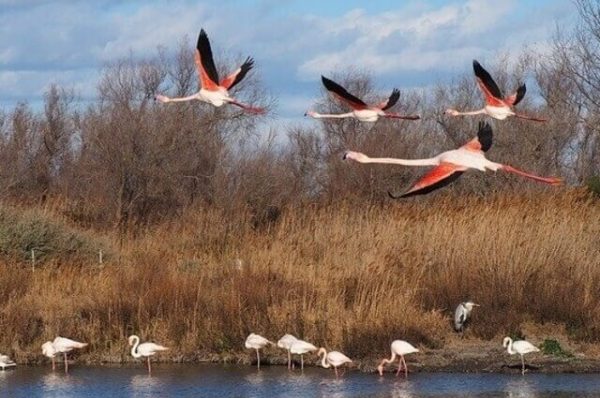 25 Fascinating Facts About Flamingos: 2026 Update!
