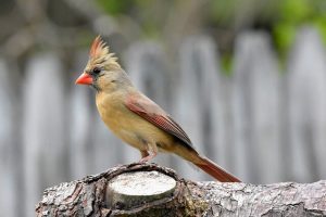 17 Birds That Look Like Cardinals (The Ultimate Guide!)