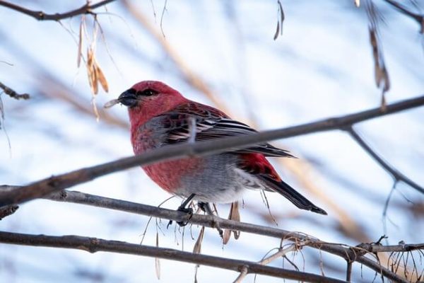 16 Types of Birds That Are Red: A Comprehensive Guide!