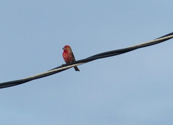 16 Types of Birds That Are Red: A Comprehensive Guide!