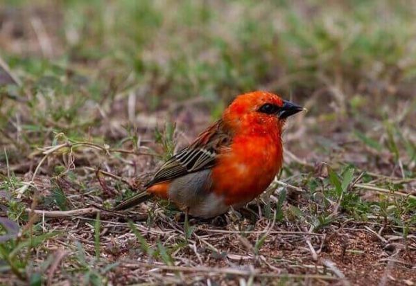 16 Types of Birds That Are Red: A Comprehensive Guide!