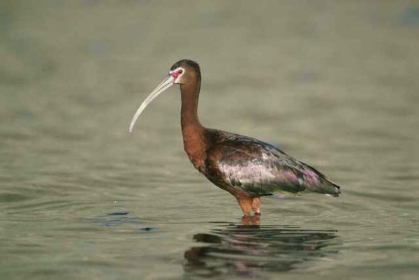 Discover 32 Stunning Birds with Long Necks and Legs!
