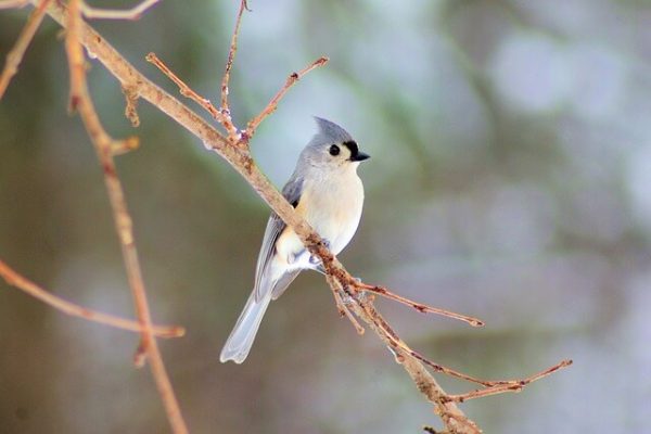 82 Most Common Birds in South Carolina: Ultimate Guide!