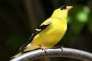 29 Most Common Birds in Virginia: The Ultimate Guide!
