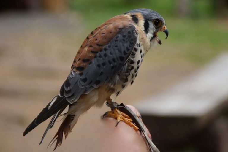 30 American Kestrel Fun Facts: Explore Nature's Treasures
