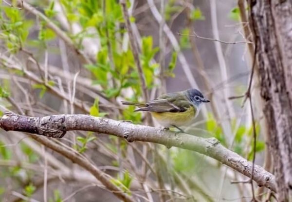 21 Backyard Birds That Eat Fruit: A Comprehensive Guide!