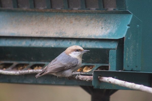 9 Birds That Can Walk Down a Tree and How They Do It