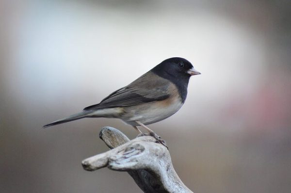29 Most Common Birds in Virginia: The Ultimate Guide!