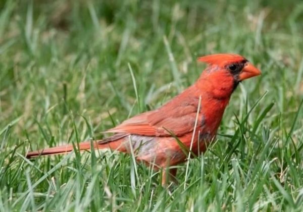 21 Backyard Birds That Eat Fruit: A Comprehensive Guide!