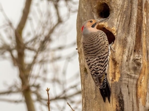 12 Types Of Birds That Peck Wood: Uncovered for You!