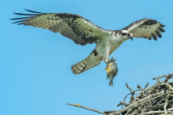 69 Fun Facts About Ospreys That Will Blow Your Mind!