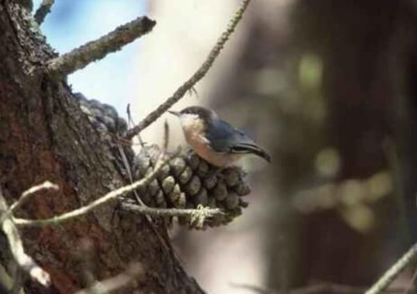 9 Birds That Can Walk Down a Tree and How They Do It