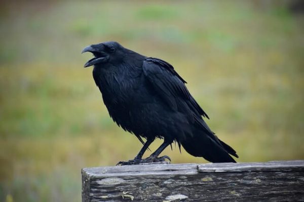47 Fun Facts About Ravens (Uncover All The Secrets!)