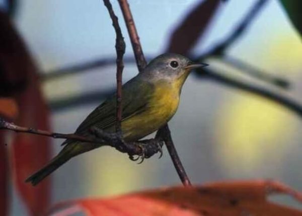 20 Birds That Devour Mosquitoes and How to Attract Them!