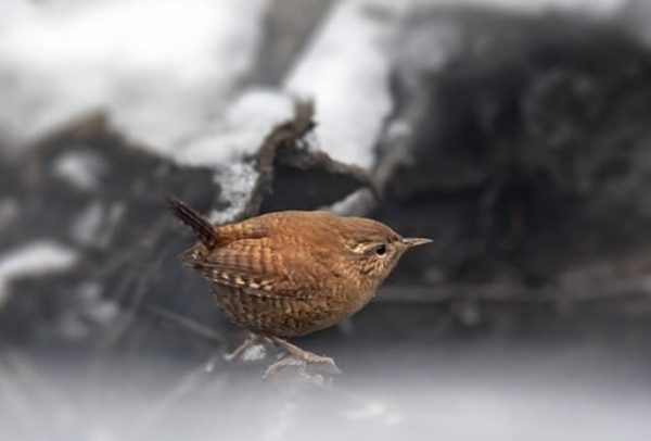 15 Small Brown Birds with Long Beaks: A Birding Guide