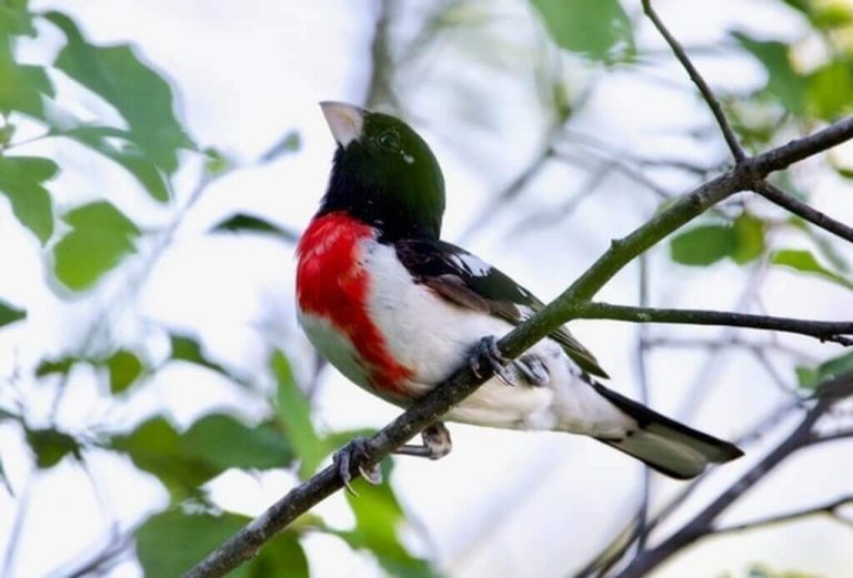 8 Charming Small Birds With Vibrant Red Chests!