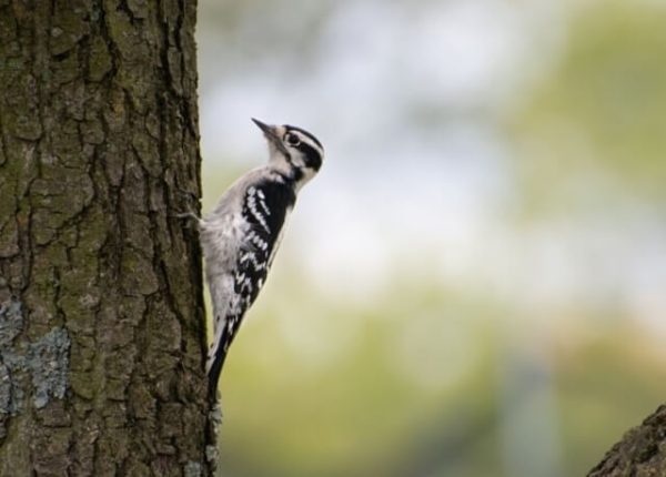 9 Birds That Can Walk Down a Tree and How They Do It