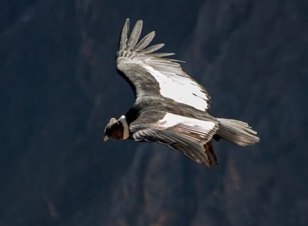 43 Fascinating Facts About the Majestic Andean Condor!