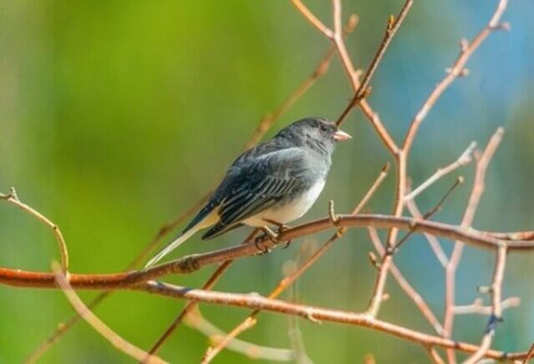 21 Backyard Birds That Eat Fruit: A Comprehensive Guide!
