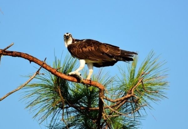 69 Fun Facts About Ospreys That Will Blow Your Mind!
