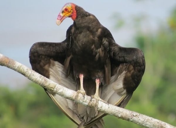Turkey Vulture Facts: A Guide to Nature's Clean-Up Crew!