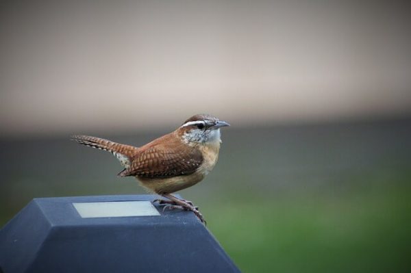 20 Birds That Devour Mosquitoes and How to Attract Them!