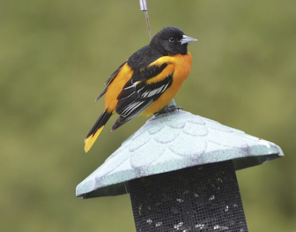 20 Birds That Devour Mosquitoes and How to Attract Them!