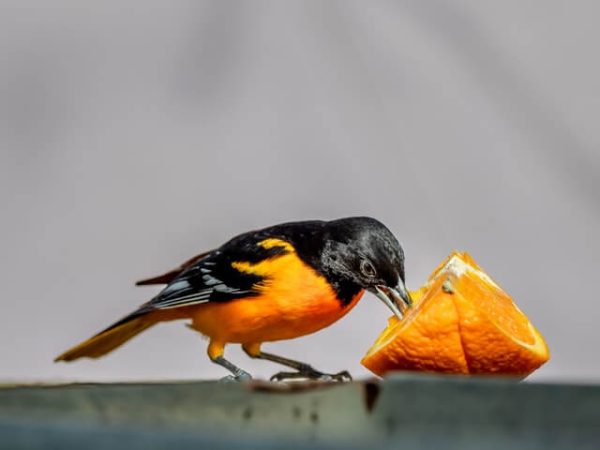 21 Backyard Birds That Eat Fruit: A Comprehensive Guide!