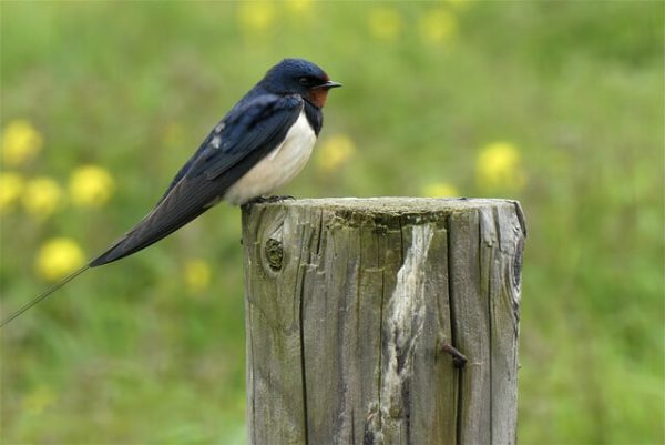 20 Birds That Devour Mosquitoes and How to Attract Them!