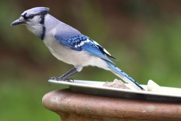 29 Most Common Birds in Virginia: The Ultimate Guide!