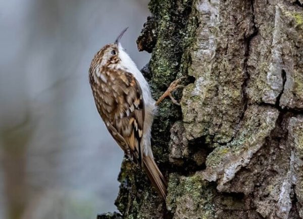 15 Small Brown Birds with Long Beaks: A Birding Guide