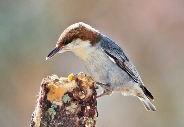 20 Birds That Devour Mosquitoes and How to Attract Them!