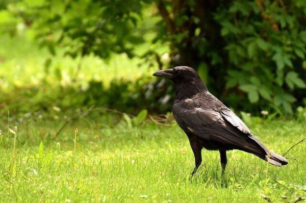 47 Fun Facts About Ravens (Uncover All The Secrets!)