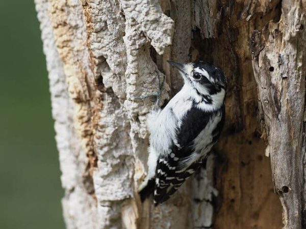 9 Birds That Can Walk Down a Tree and How They Do It