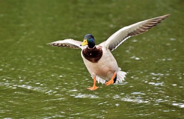 23 Fun Facts About Ducks: The Ultimate Guide!