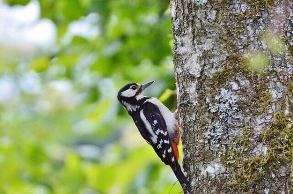 20 Birds That Devour Mosquitoes and How to Attract Them!