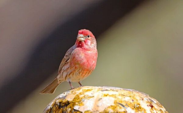 21 Backyard Birds That Eat Fruit: A Comprehensive Guide!