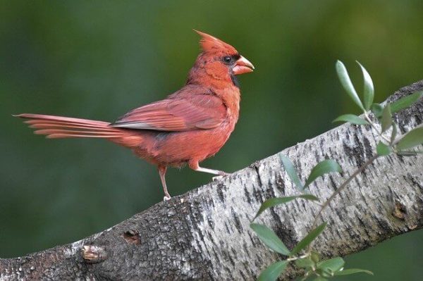29 Most Common Birds in Virginia: The Ultimate Guide!