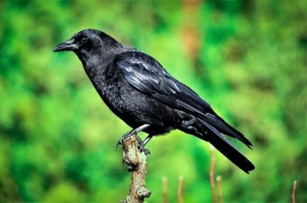 21 Backyard Birds That Eat Fruit: A Comprehensive Guide!