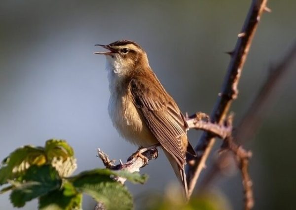 15 Small Brown Birds with Long Beaks: A Birding Guide
