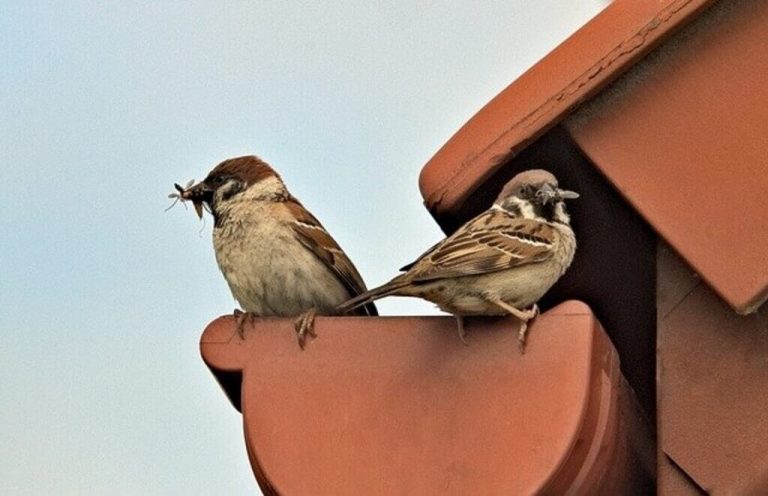 20 Birds That Devour Mosquitoes and How to Attract Them!