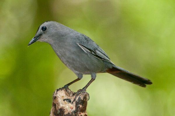 40 Gray Catbird Interesting Facts That May Surprise You!
