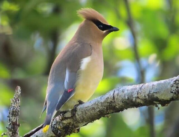 10 Small Birds with a Black Mask: Discover Their Charm!