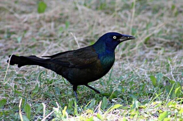 52 Most Common Birds in Colorado: The Ultimate Guide!