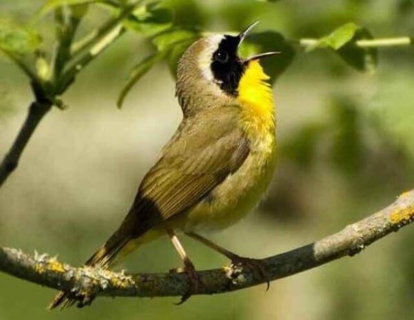 10 Small Birds with a Black Mask: Discover Their Charm!