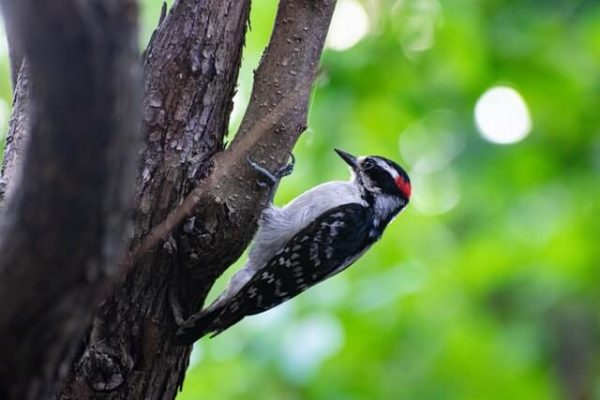 17 Birds That Bring Good Luck: Discover Winged Charms!